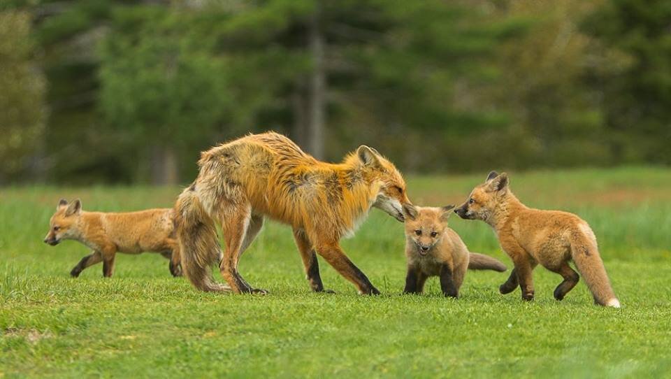 Man Writes The Sweetest Tribute To The World's Best Fox Dad - The Dodo