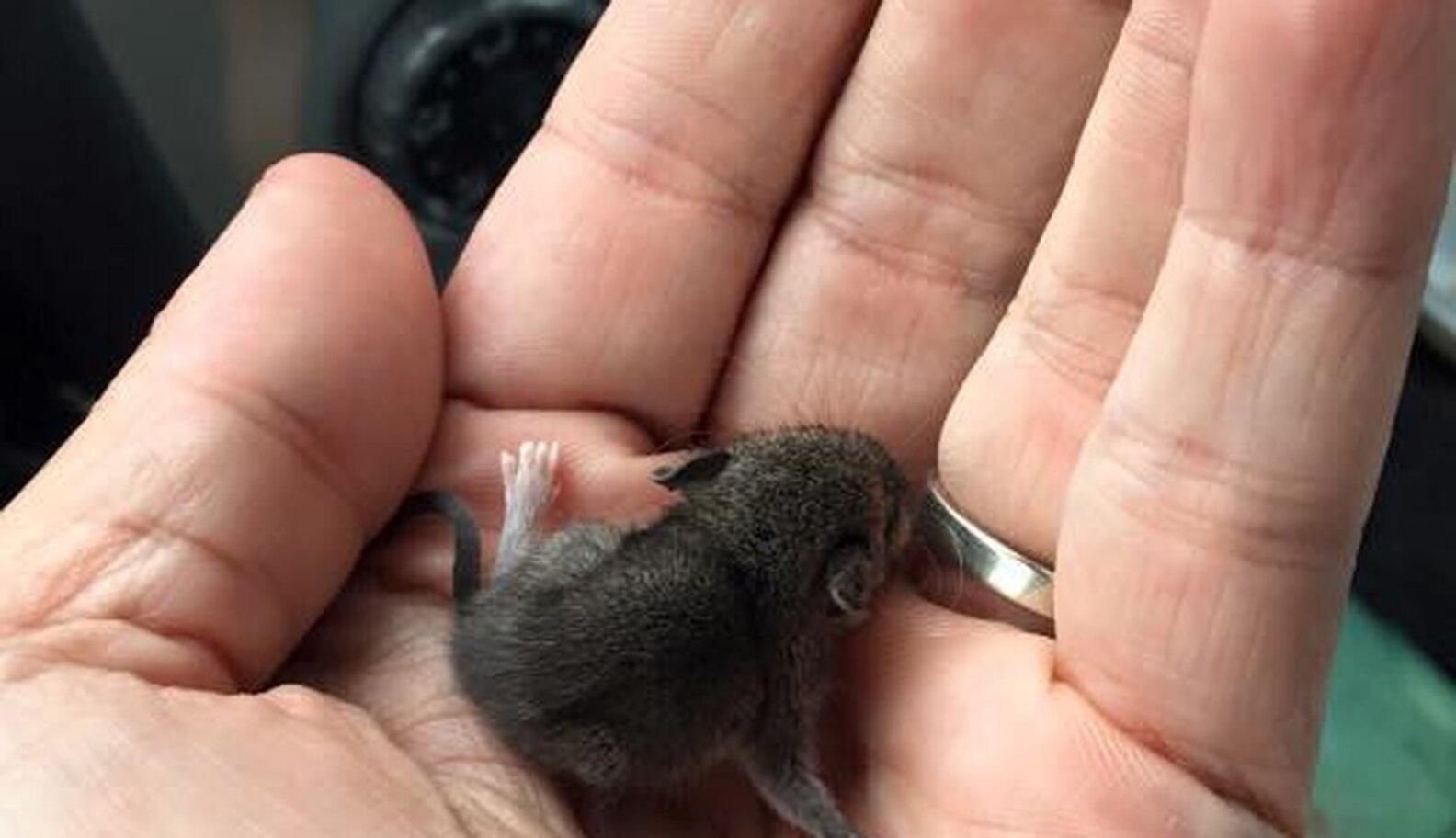 Man Scoops Up Baby Mouse Who Was Almost Run Over - The Dodo