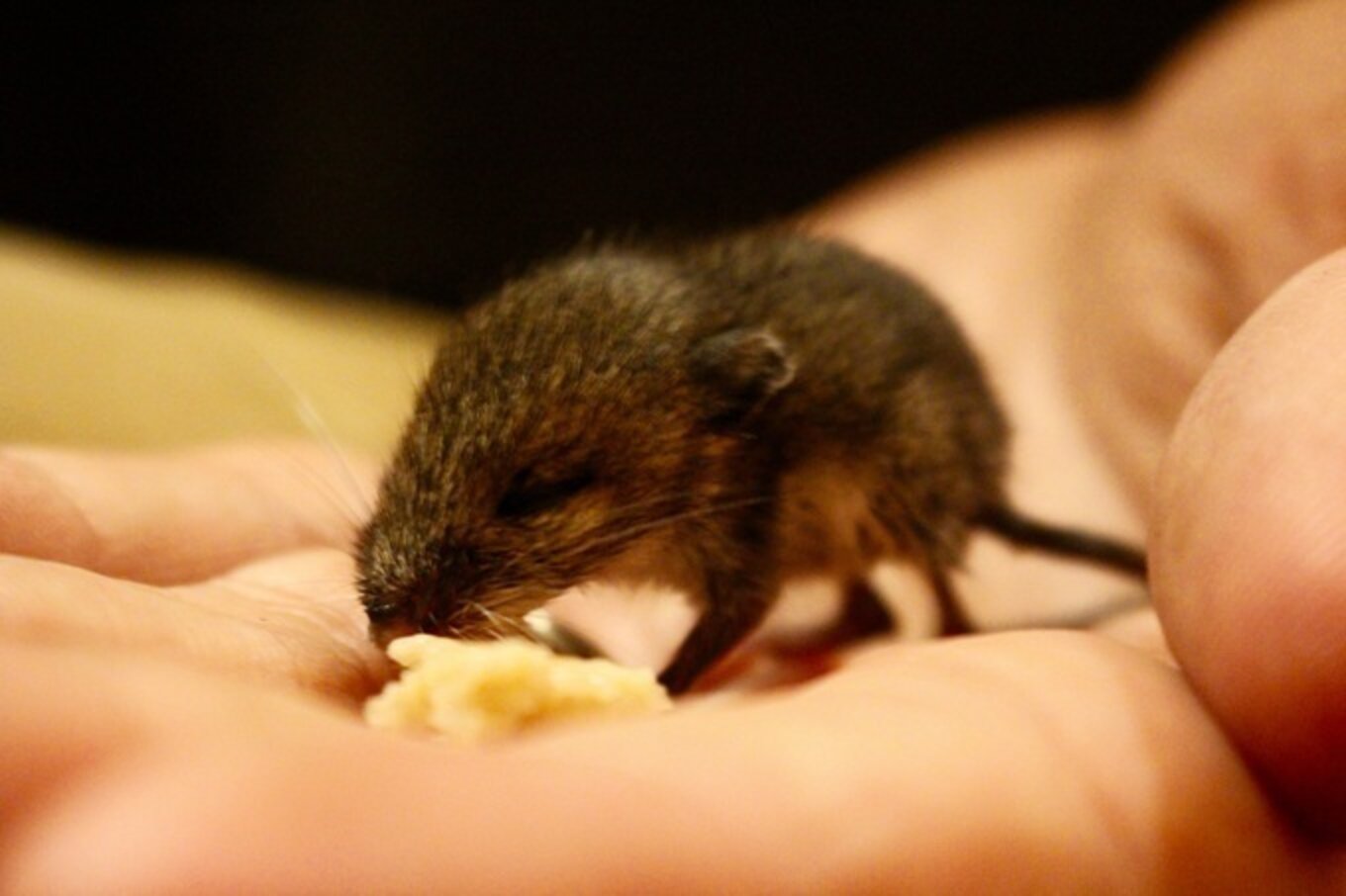 Man Scoops Up Baby Mouse Who Was Almost Run Over - The Dodo