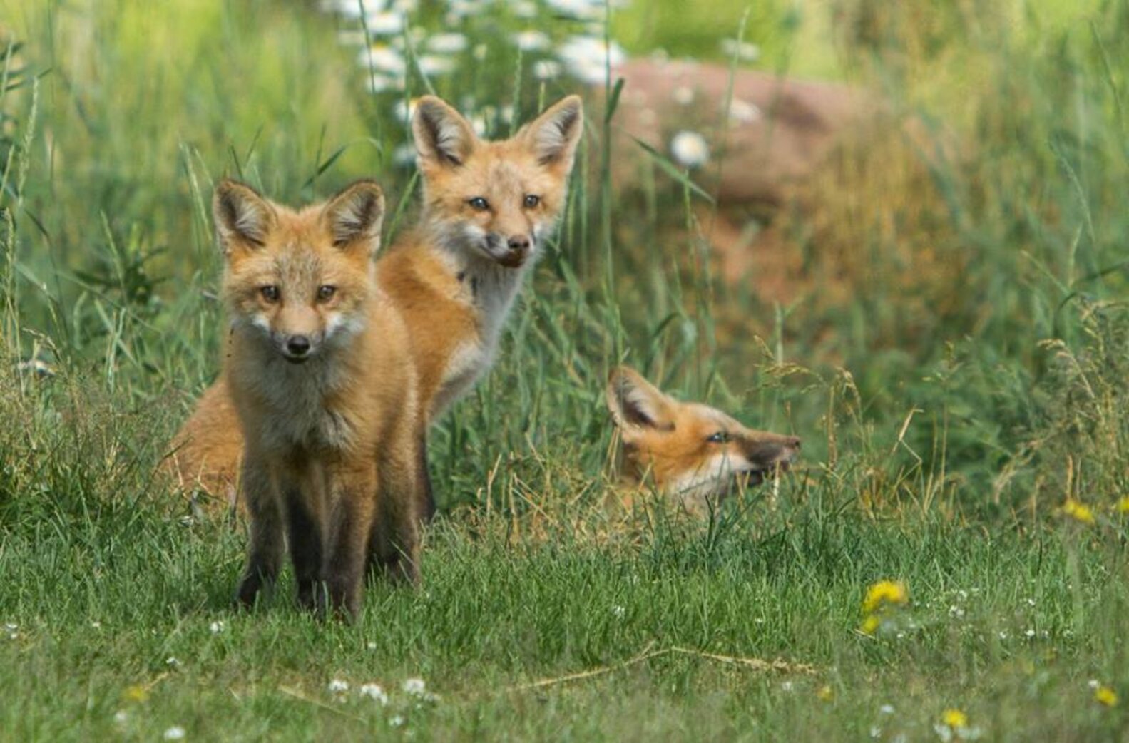 Man Writes The Sweetest Tribute To The World's Best Fox Dad - The Dodo