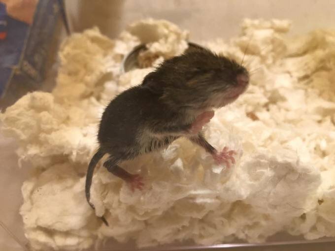 Man Scoops Up Baby Mouse Who Was Almost Run Over - The Dodo