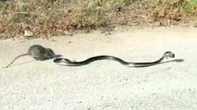 Mother Rat Fights Off Snake So She Can Save Her Baby - The Dodo