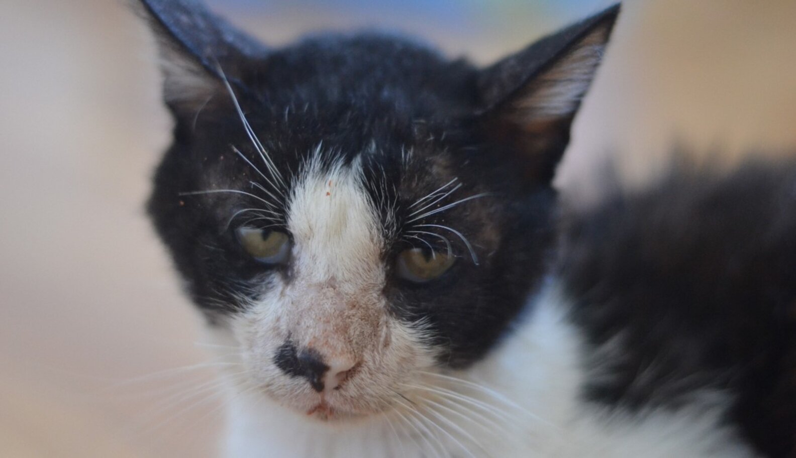 Stray Cat Dragged His Dead Leg Until People Finally Helped Him - The Dodo