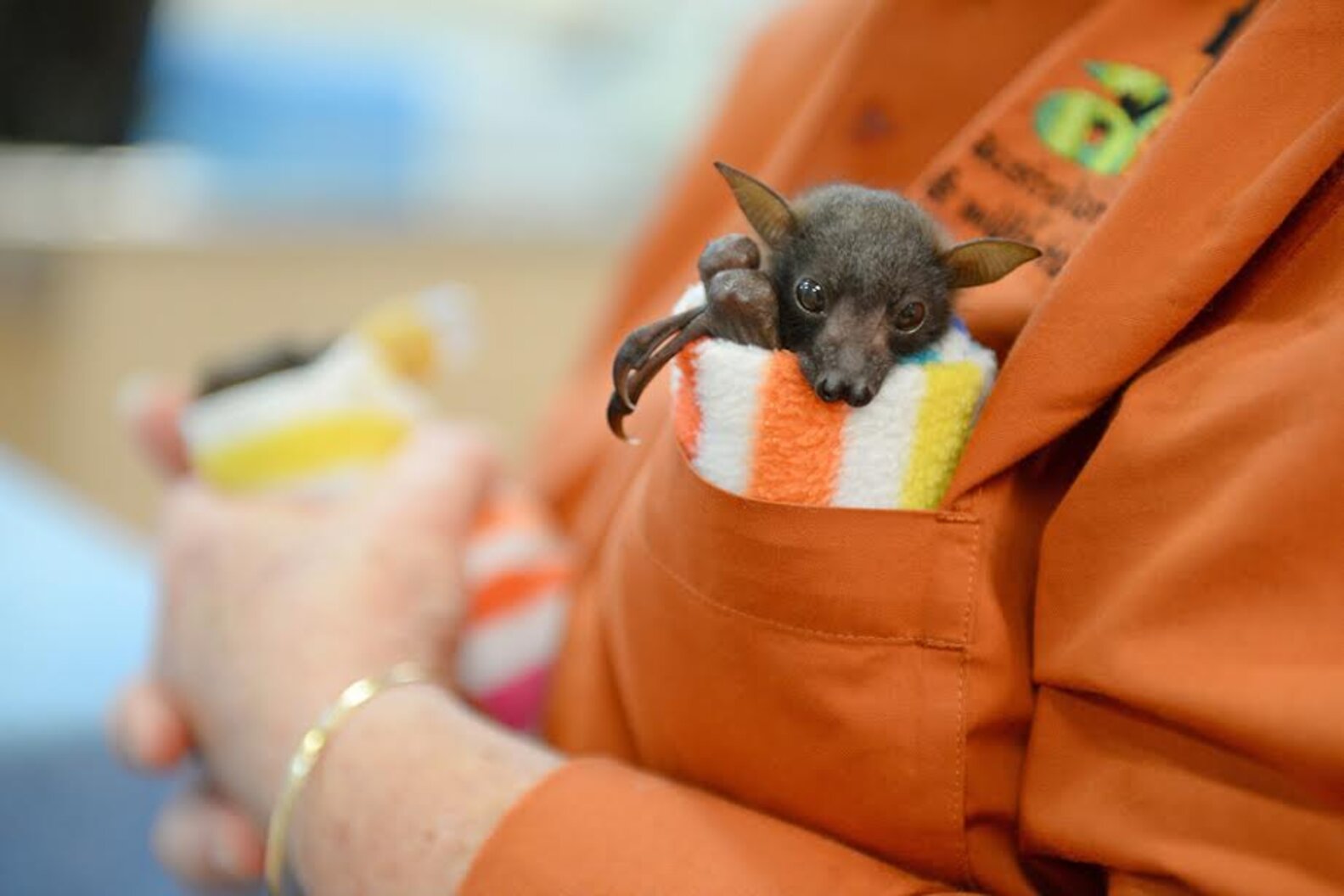 These Baby Bats Were Just Saved From Freezing - The Dodo