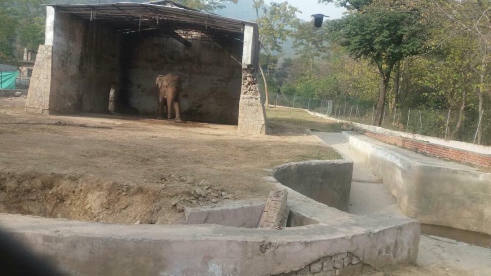 Sweet, Quiet Elephant Has Spent His Whole Life In A Hot Steel Shed ...