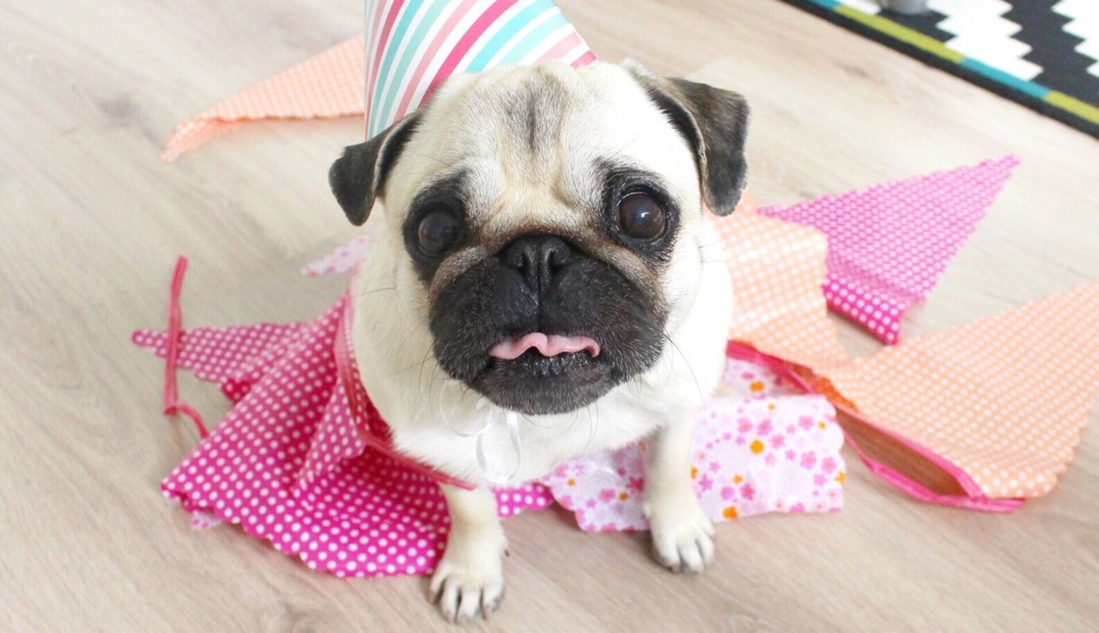 Pug's Family Records Every Moment Of Her Amazing Birthday Party - The Dodo