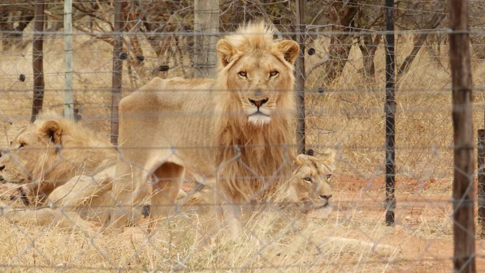 Photos Show Lions Starving At Nightmare Breeding Farm - The Dodo