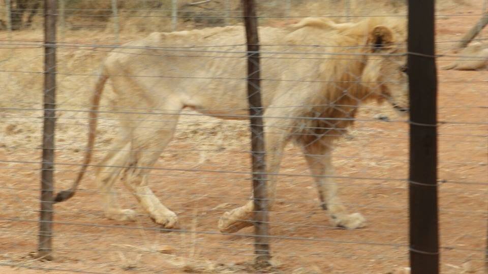 Photos Show Lions Starving At Nightmare Breeding Farm - The Dodo