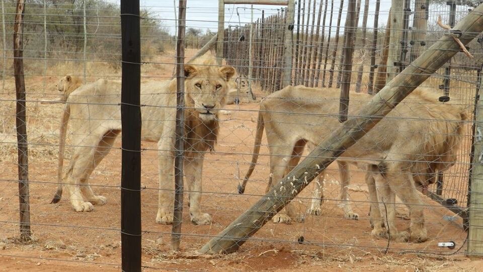 Photos Show Lions Starving At Nightmare Breeding Farm - The Dodo