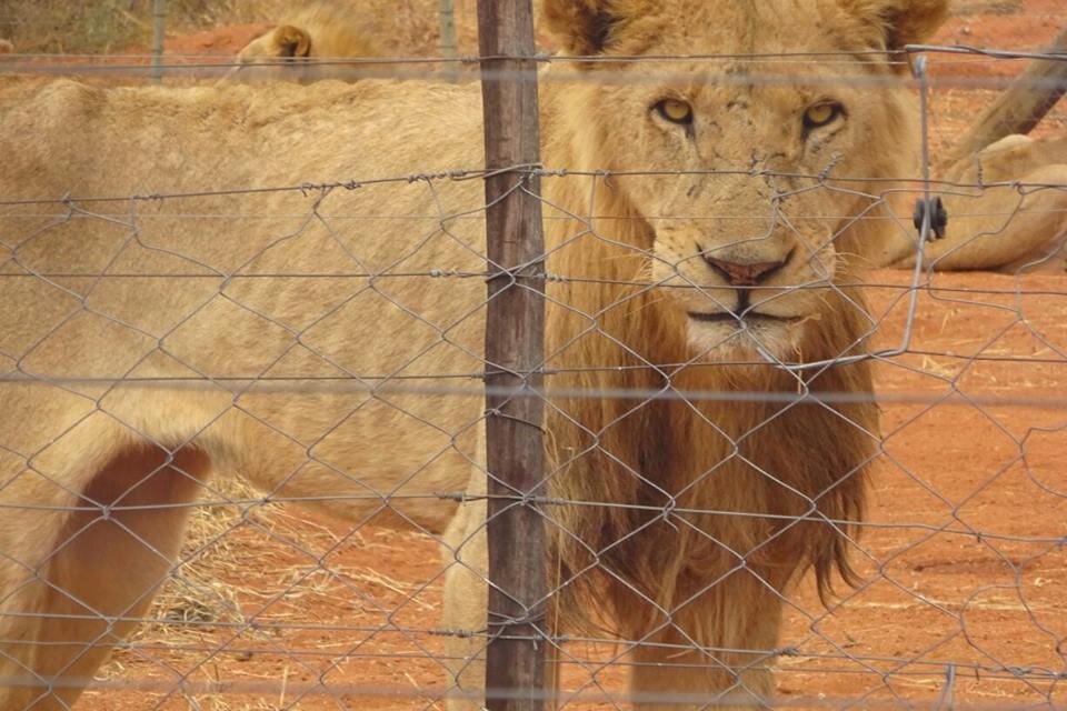 Photos Show Lions Starving At Nightmare Breeding Farm - The Dodo