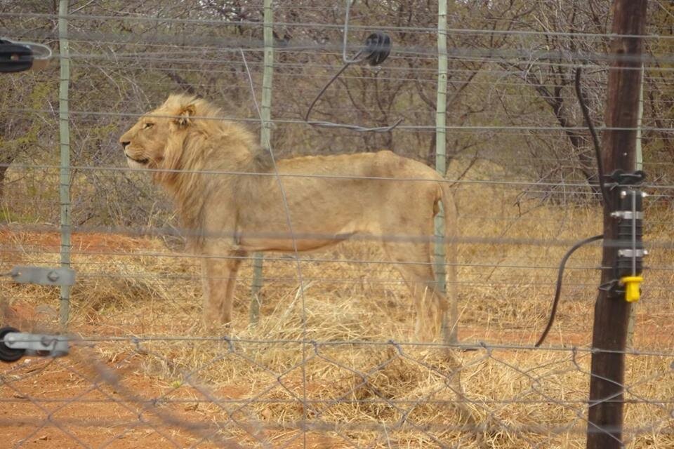 Photos Show Lions Starving At Nightmare Breeding Farm - The Dodo