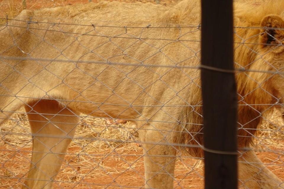 Photos Show Lions Starving At Nightmare Breeding Farm - The Dodo