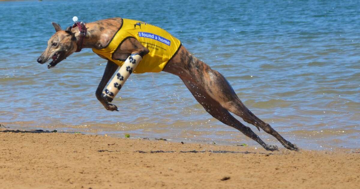 Greyhound Bred For Racing Was Missing A Paw — And It Saved Her Life ...