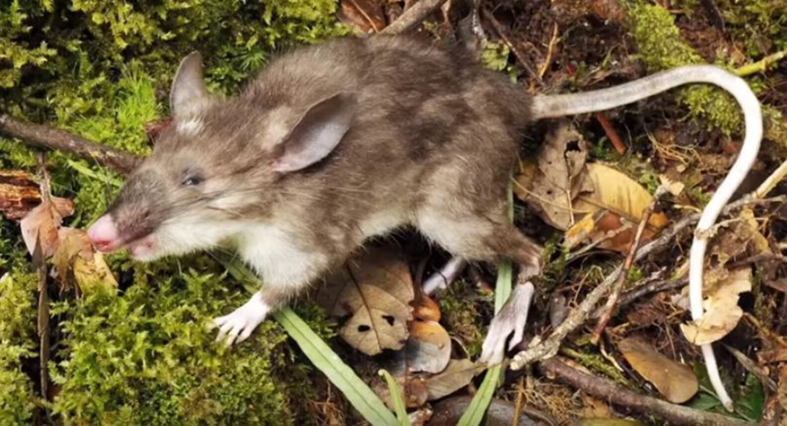 Never-Before-Seen Animal Found Hiding Out On Island - The Dodo