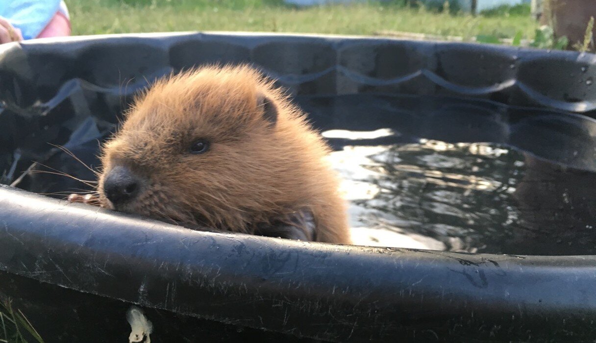 Rescued Baby Beaver Takes A Little Bath — And Wins The Internet - The Dodo
