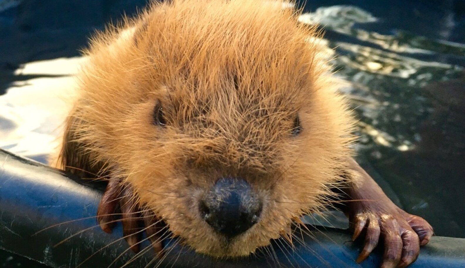 Rescued Baby Beaver Takes A Little Bath — And Wins The Internet - The Dodo