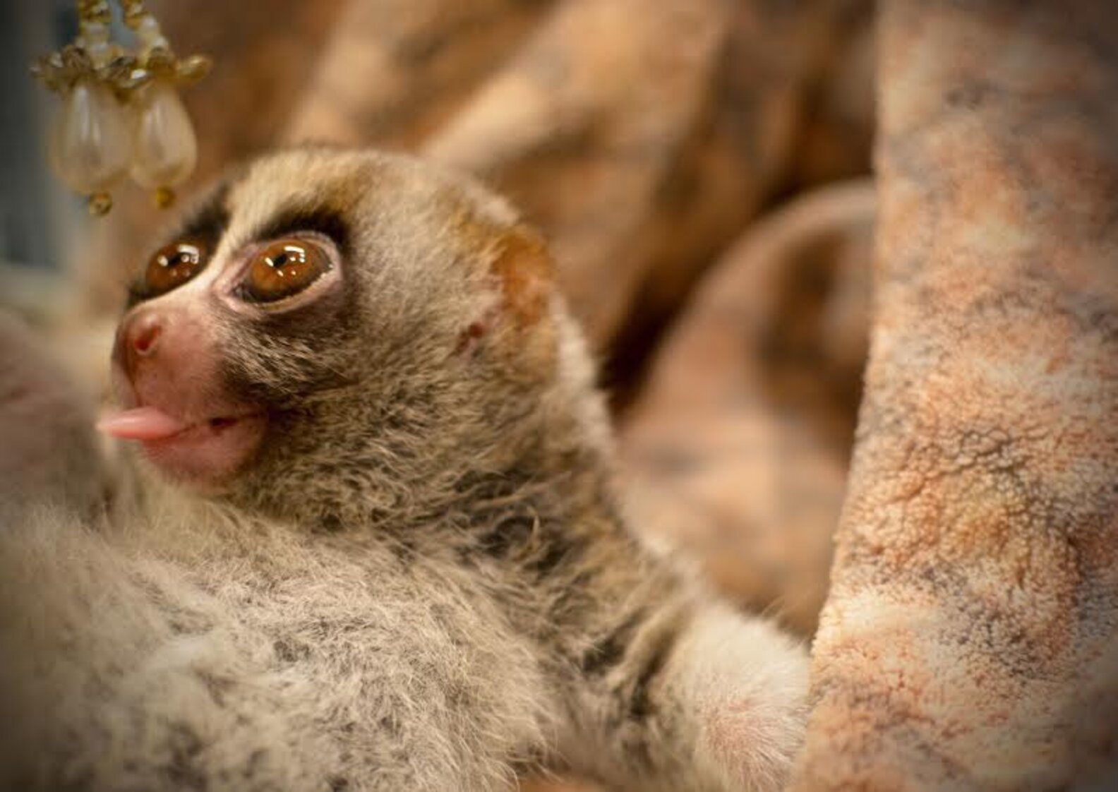 Slow Loris Kept As Pet Got So Sick He Couldn’t Even Climb - The Dodo