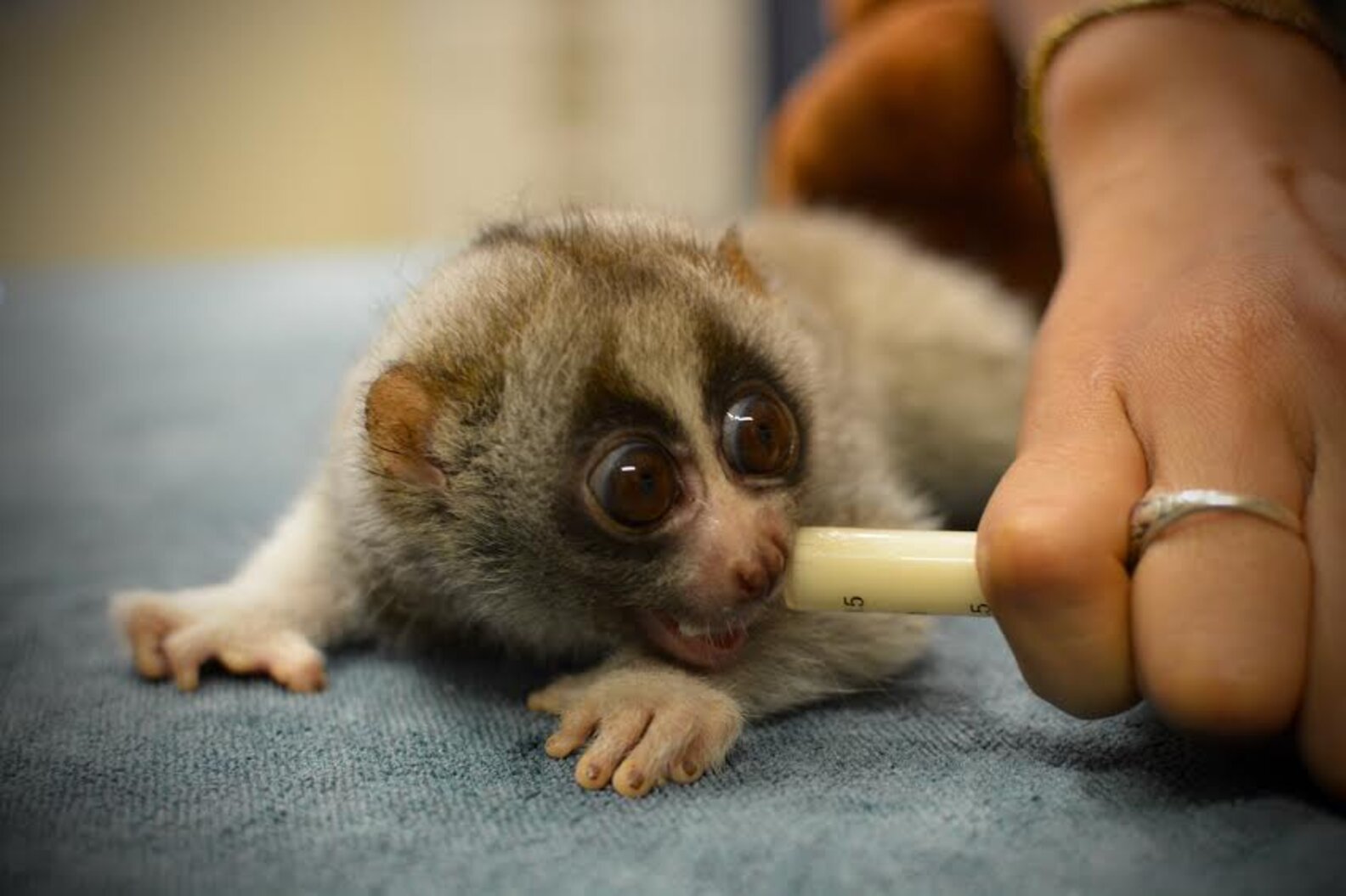 Slow Loris Kept As Pet Got So Sick He Couldn’t Even Climb - The Dodo