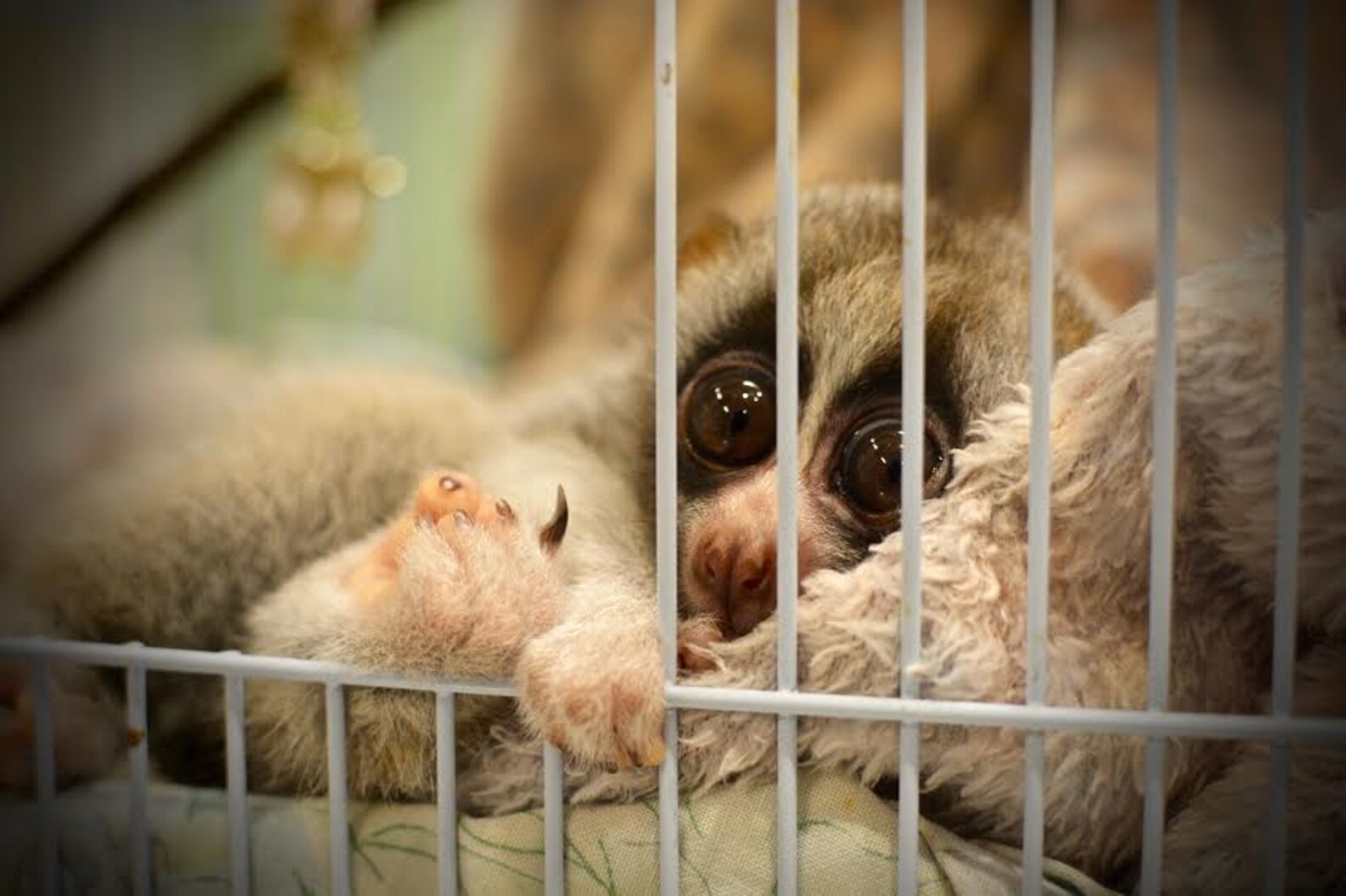 Slow Loris Kept As Pet Got So Sick He Couldn’t Even Climb - The Dodo