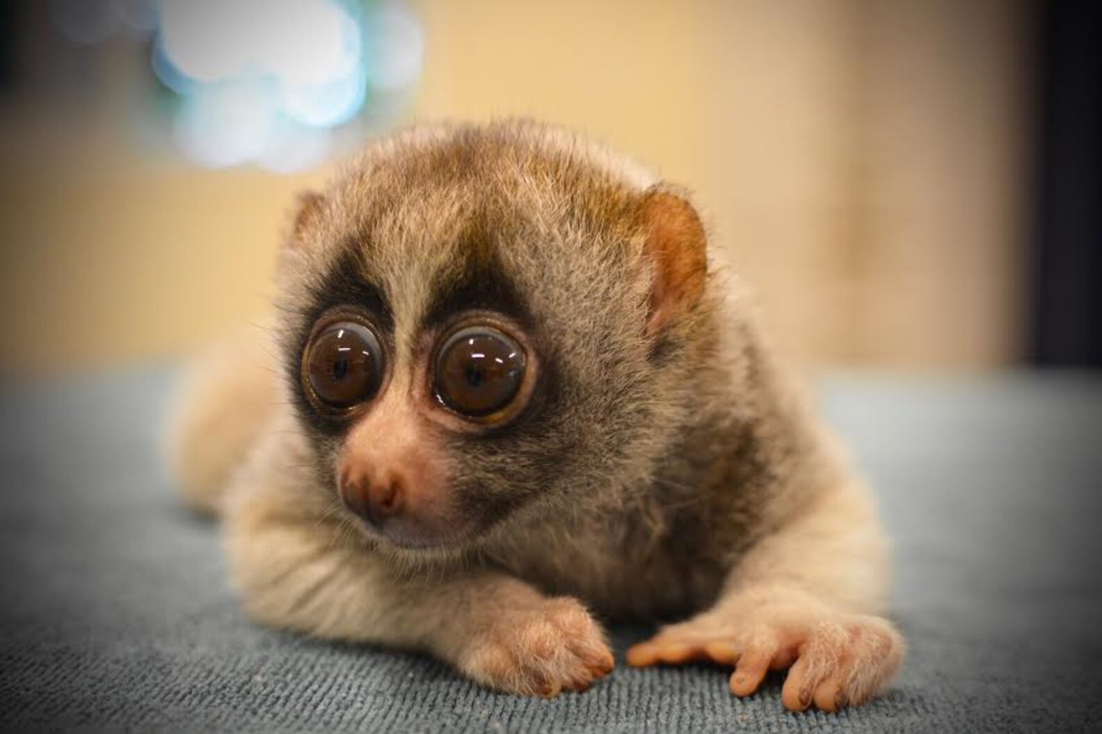 Slow Loris Kept As Pet Got So Sick He Couldn’t Even Climb - The Dodo