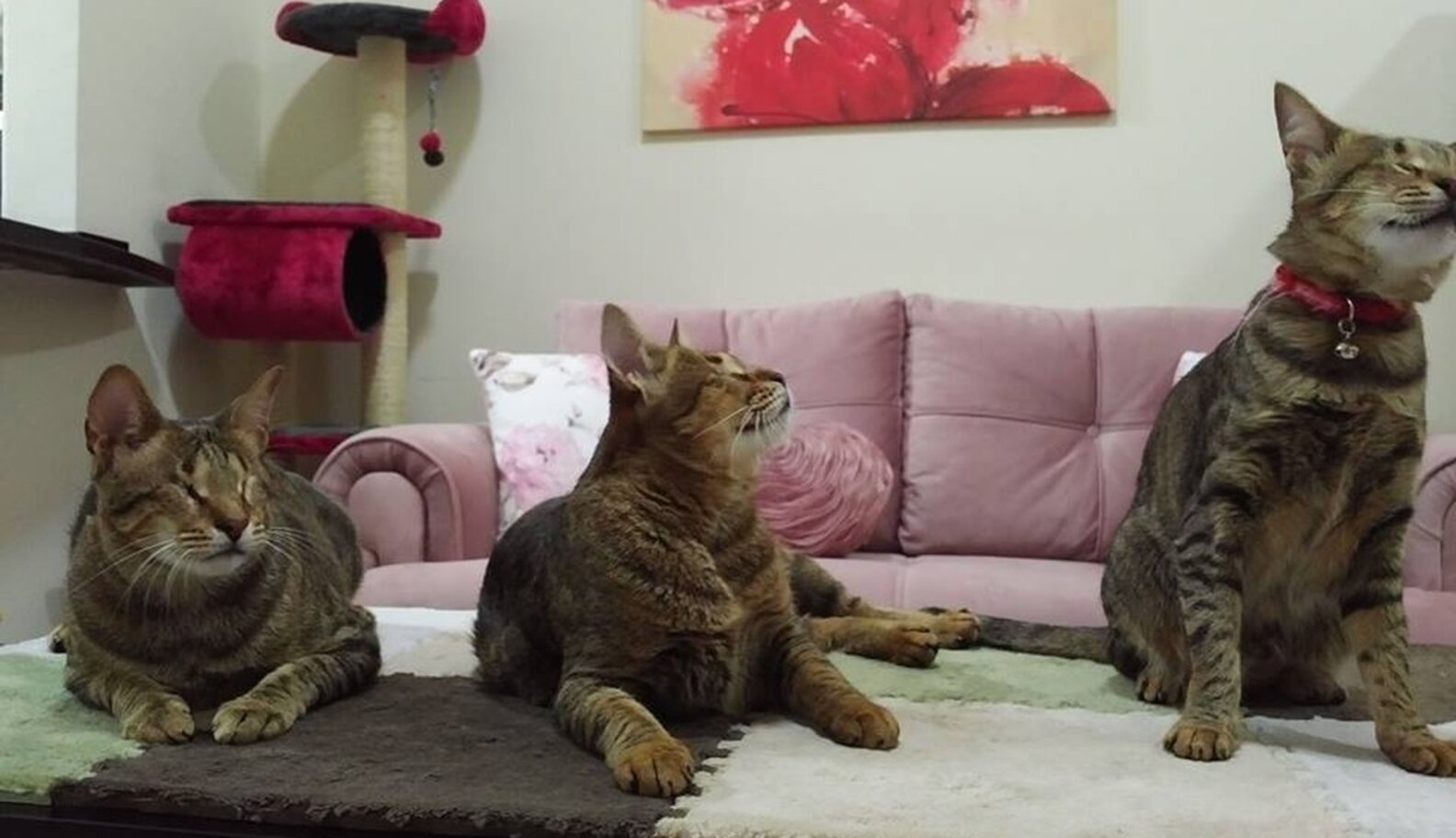 Blind Cat Didn't Stop Crying Until He Was Reunited With His Sister ...