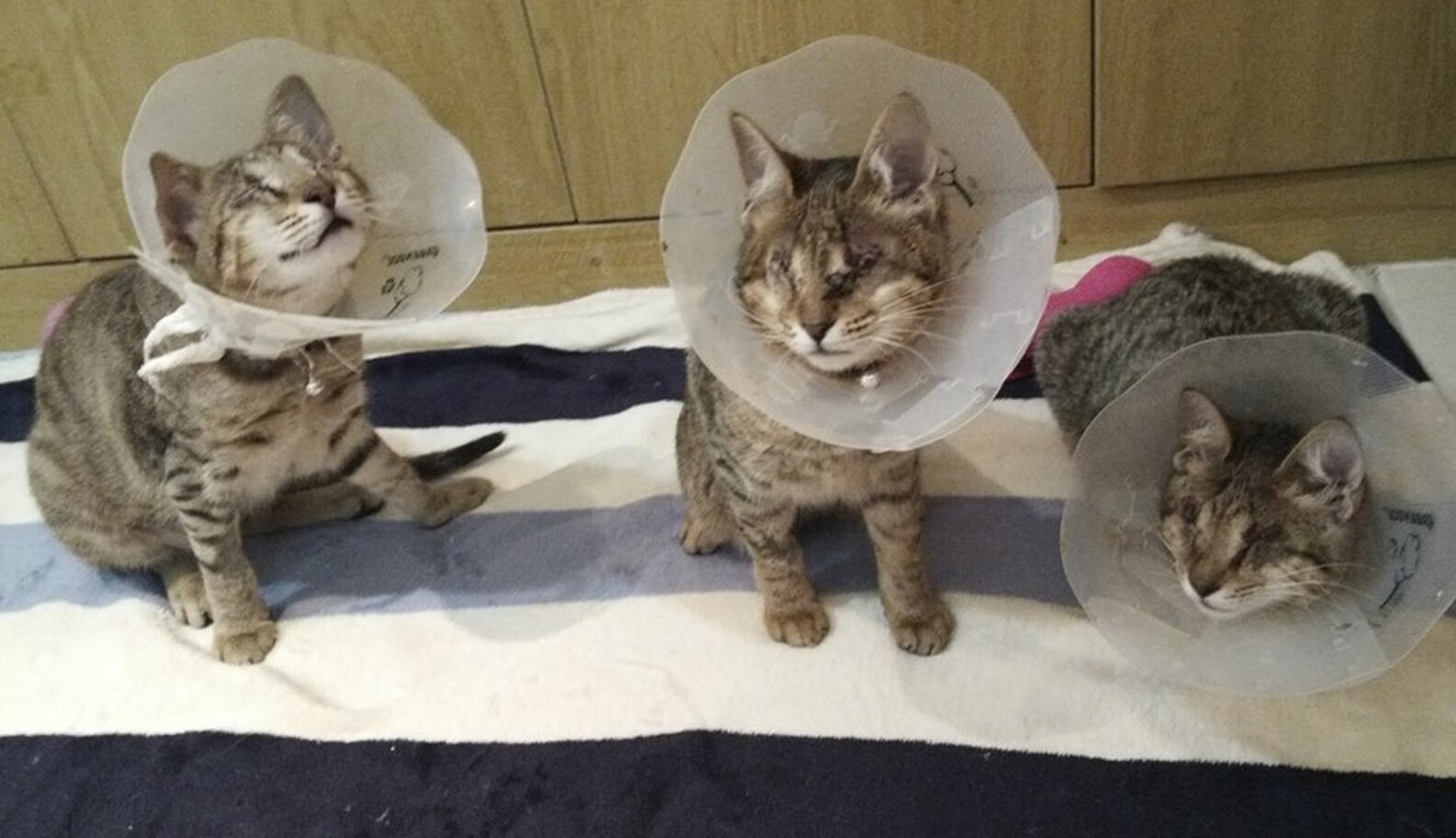 Blind Cat Didn't Stop Crying Until He Was Reunited With His Sister ...