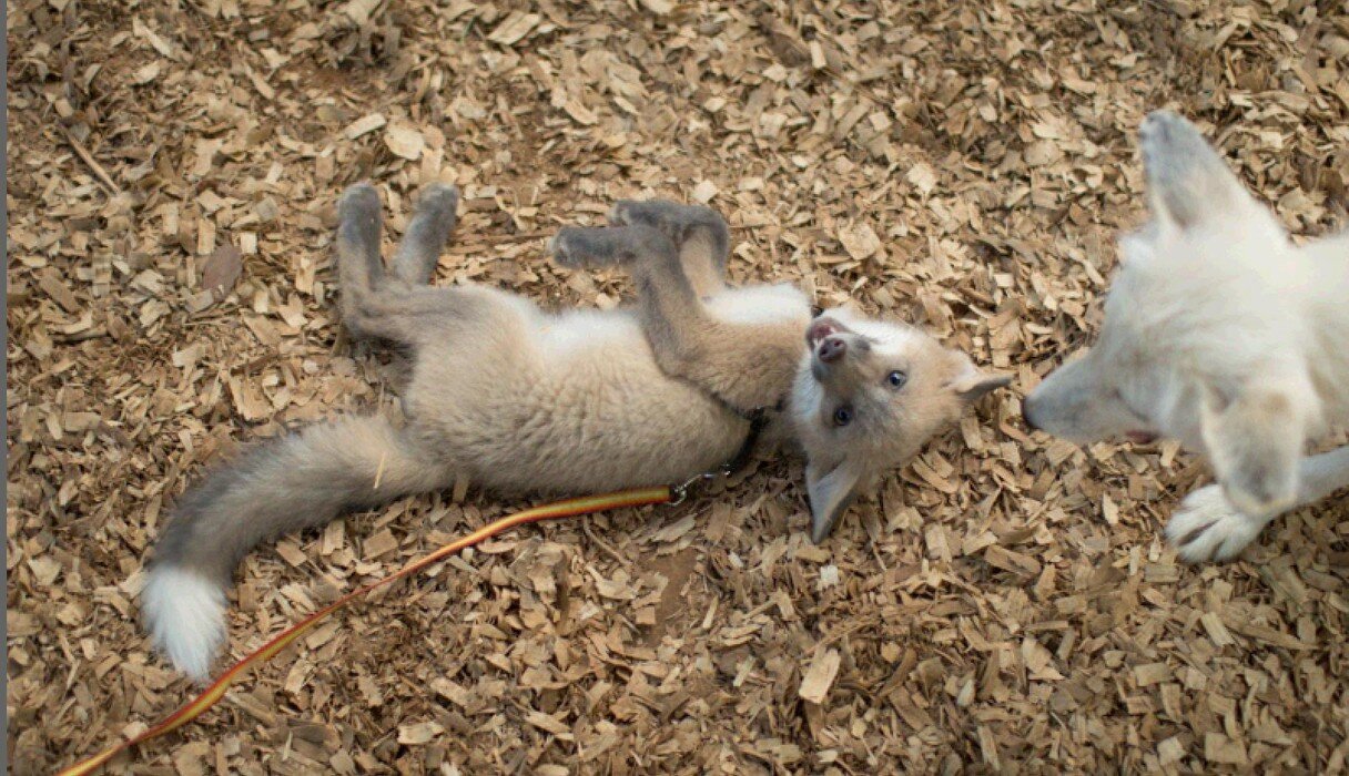 Baby Fox Was So Scared Of Everything — Until She Made Her First Friend ...