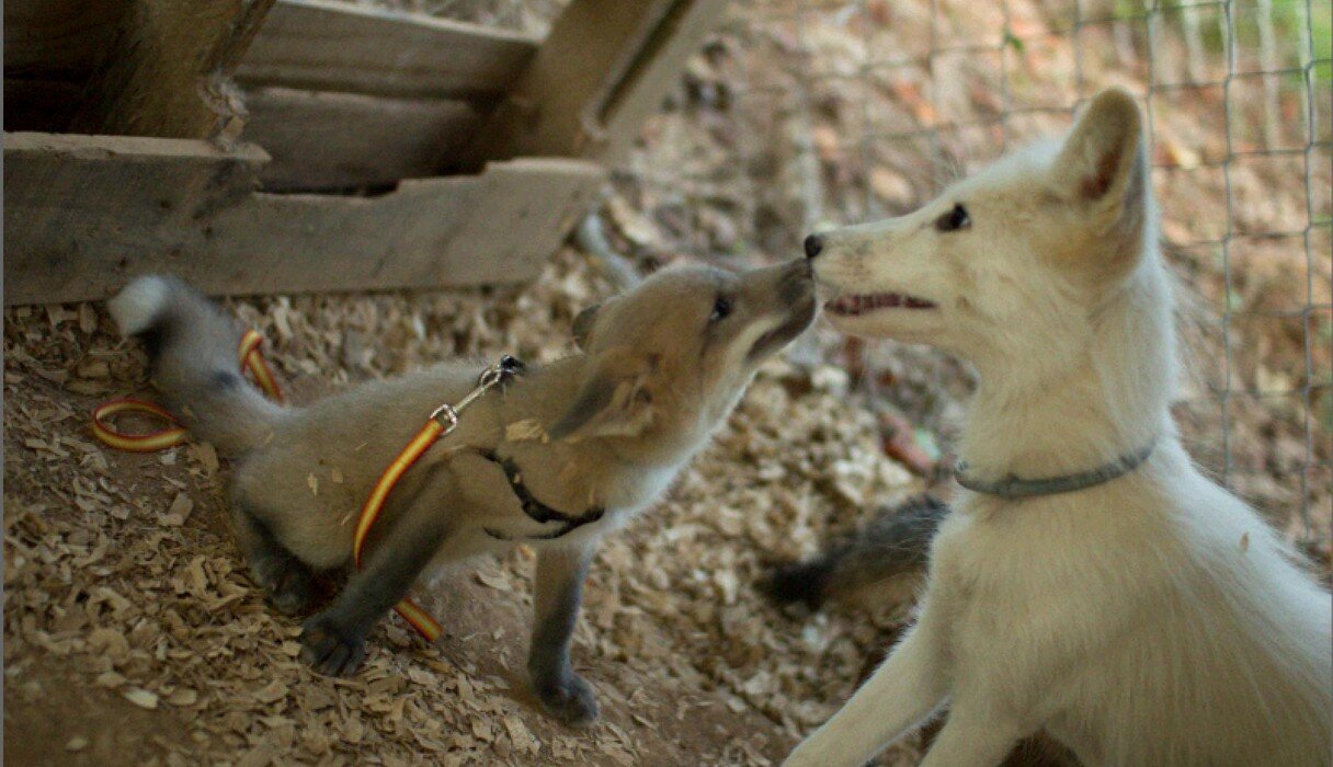 Baby Fox Was So Scared Of Everything — Until She Made Her First Friend ...