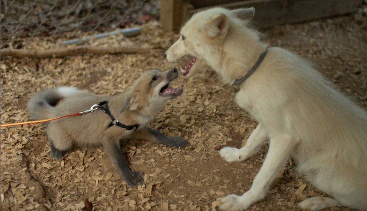 Baby Fox Was So Scared Of Everything — Until She Made Her First Friend ...
