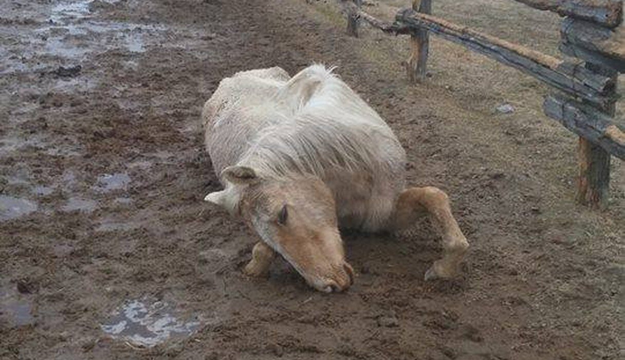 Horses Are Dying At Nightmare 'Sanctuary' - The Dodo