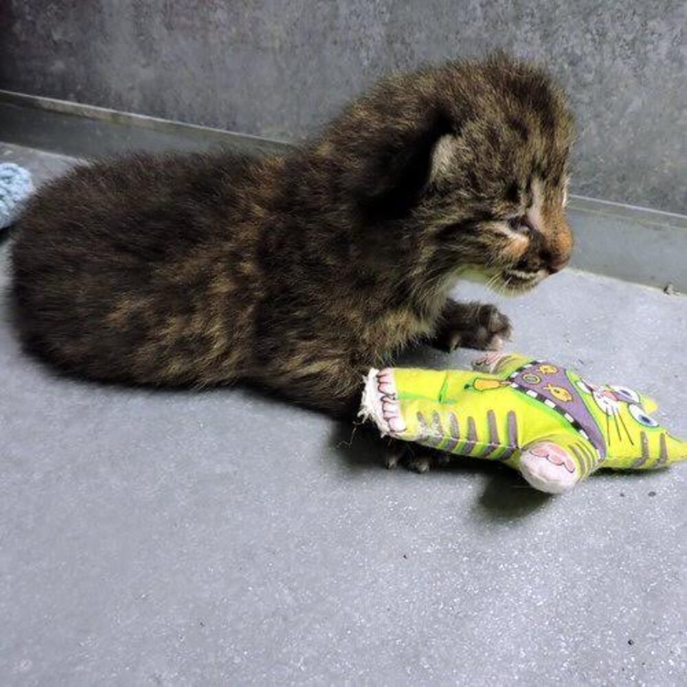 Baby Bobcat Says Goodbye To The House Cat Who Saved His Life - The Dodo