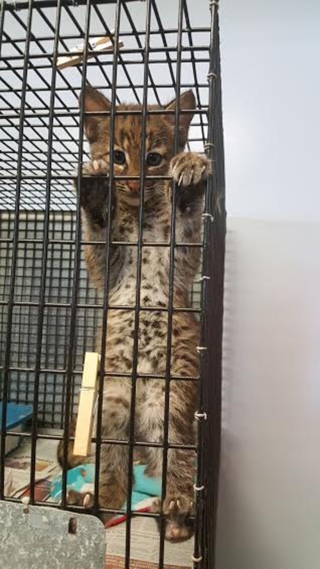 Baby Bobcat Says Goodbye To The House Cat Who Saved His Life - The Dodo