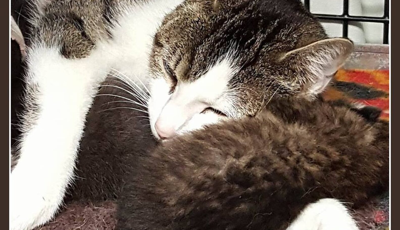 Baby Bobcat Says Goodbye To The House Cat Who Saved His Life - The Dodo