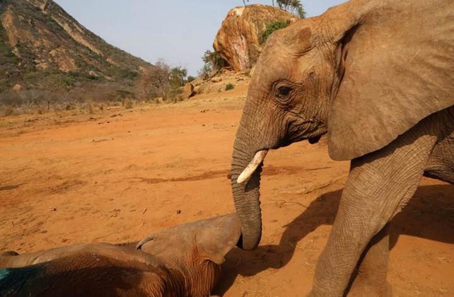 Elephant Waits By Poisoned Friend's Side Until She Can Get Up - The Dodo