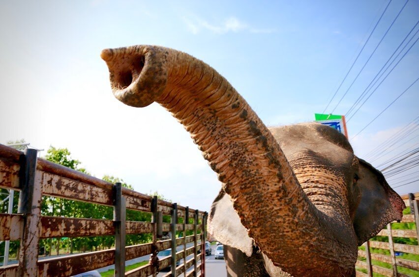 Elephant Chained For 45 Years Has No Idea She's About To Be Free - The Dodo