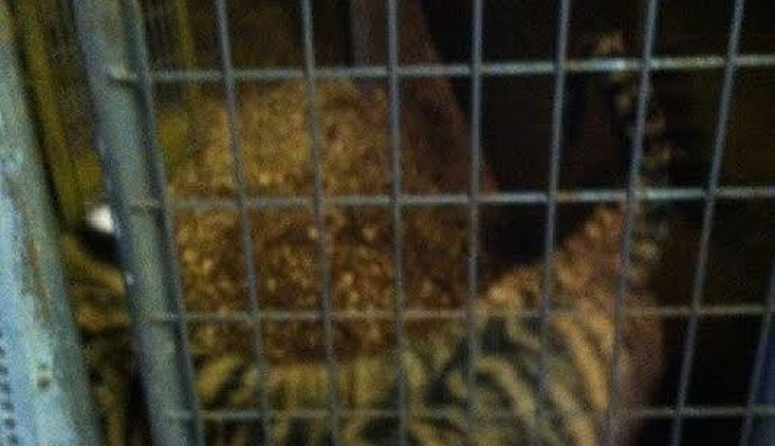 Dying Tiger Spent His Life Being Paraded Around At Football Games - The ...