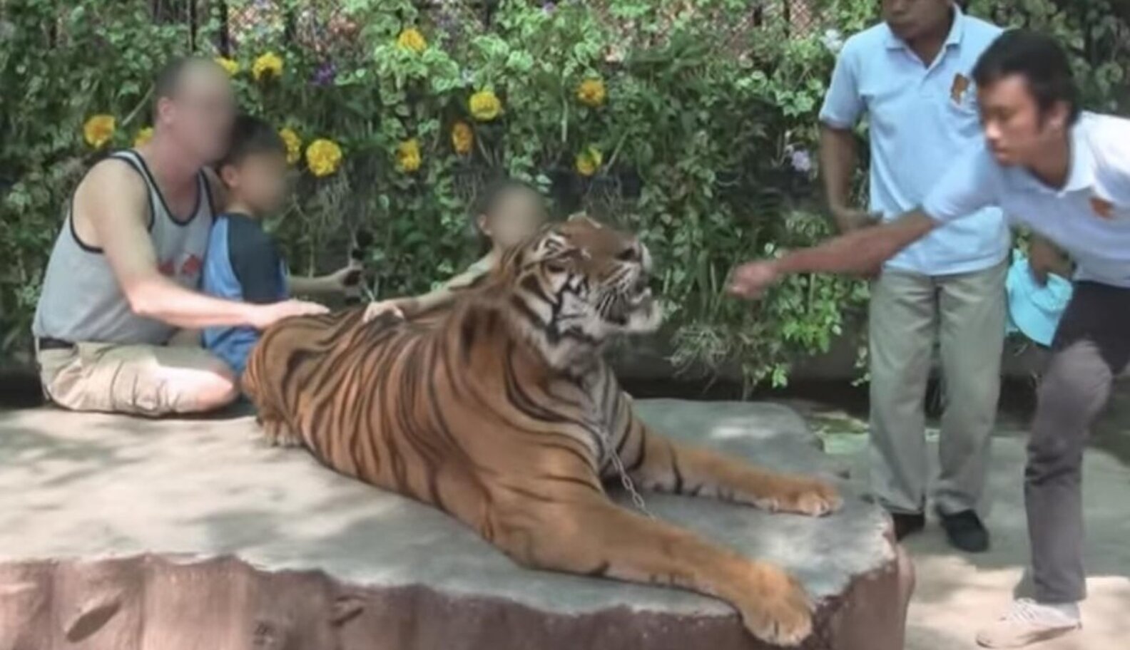 Tigers Forced To Jump Through Flaming Hoops At Popular 'Zoo' - The Dodo