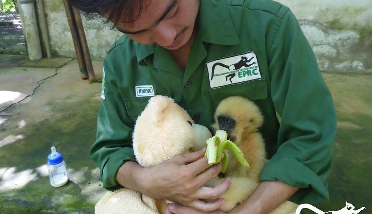 Baby Ape Who Lost Her Family Gets A Brand-New Dad - The Dodo