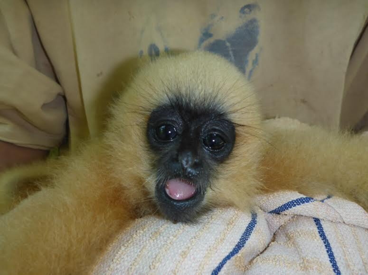 Baby Ape Who Lost Her Family Gets A Brand-New Dad - The Dodo