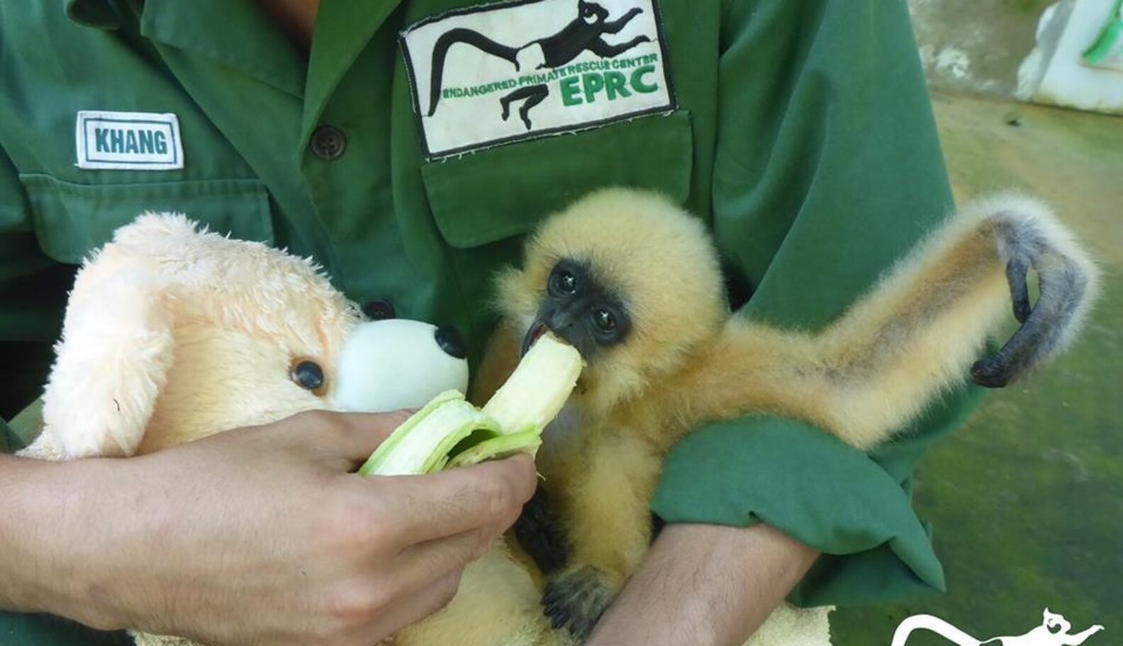 Baby Ape Who Lost Her Family Gets A Brand-New Dad - The Dodo
