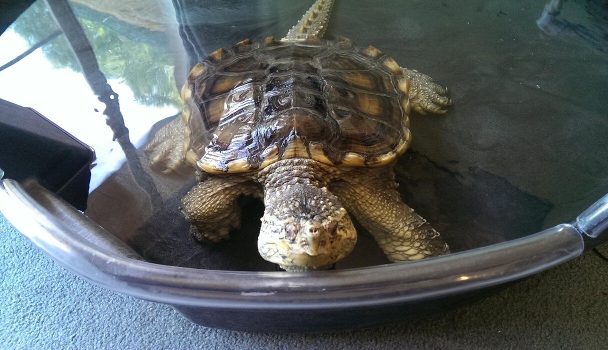 Rescued Snapping Turtle Loves To Cuddle With His Family - The Dodo
