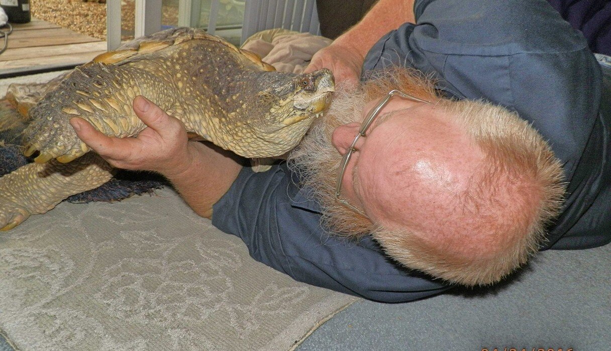 Rescued Snapping Turtle Loves To Cuddle With His Family - The Dodo