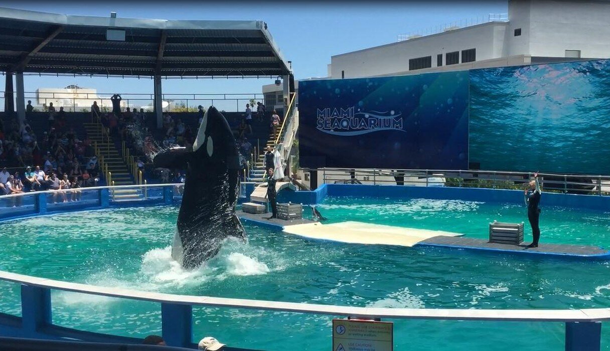 These 5 Aquariums Are Just As Bad As SeaWorld - The Dodo