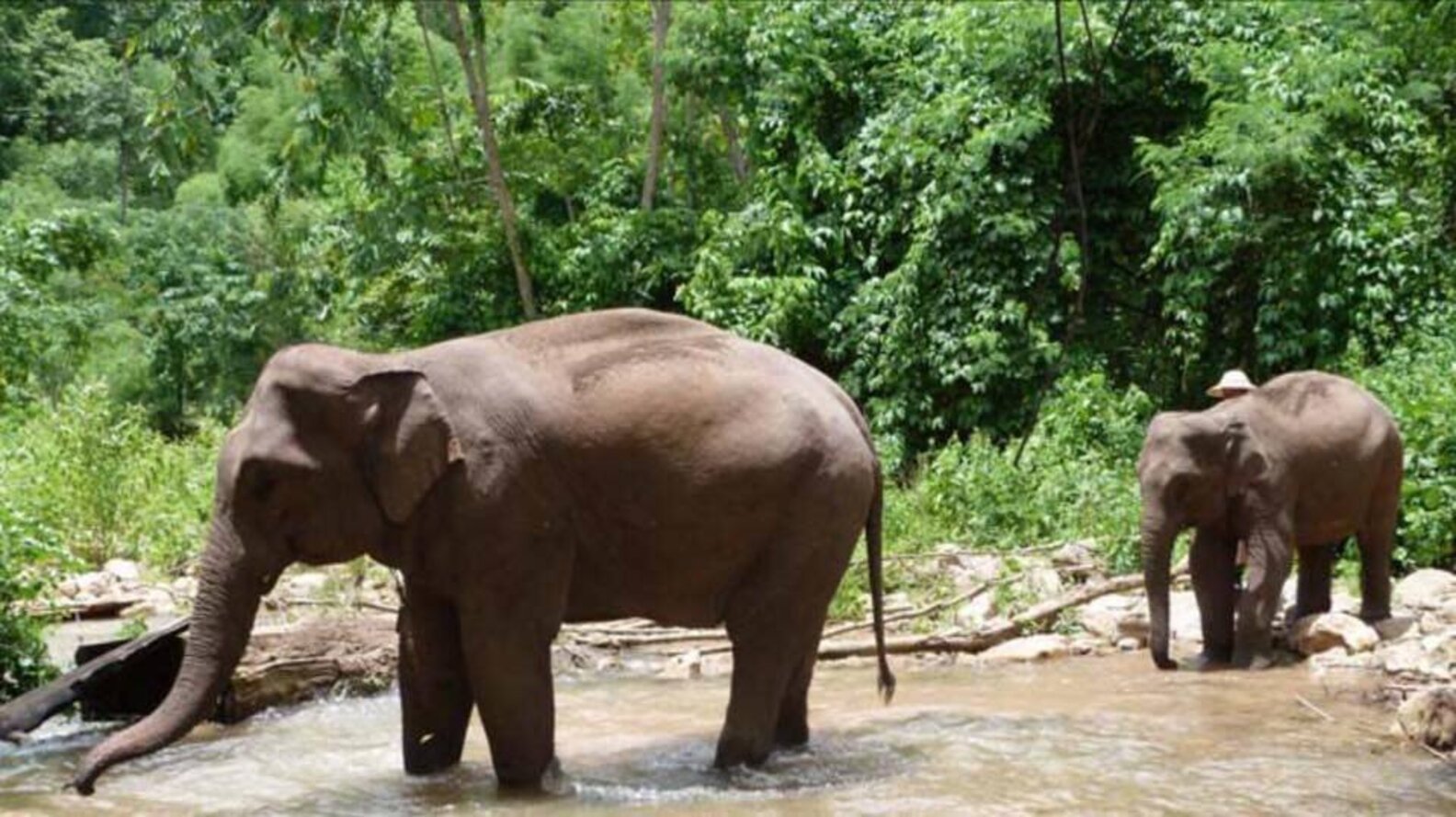 Elephant Who Spent 30 Years Alone In Zoo Will Finally Be Free - The Dodo