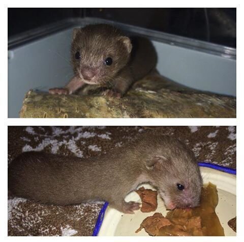 Cold Baby Weasel Was Lying Lifeless On The Road – Until Someone Noticed ...