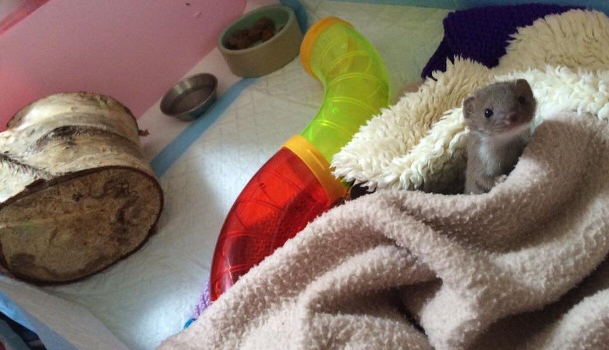 Cold Baby Weasel Was Lying Lifeless On The Road – Until Someone Noticed ...