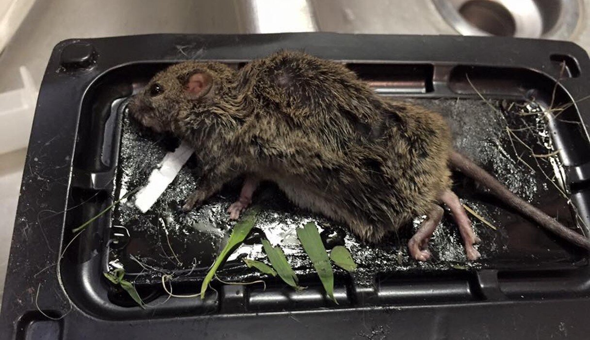 Scared, Trapped Rat Shows Up On Woman's Doorstep - The Dodo