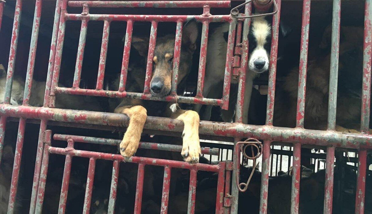 Mobs Of People Stop Truck Carrying 300 Dogs To Slaughter - The Dodo