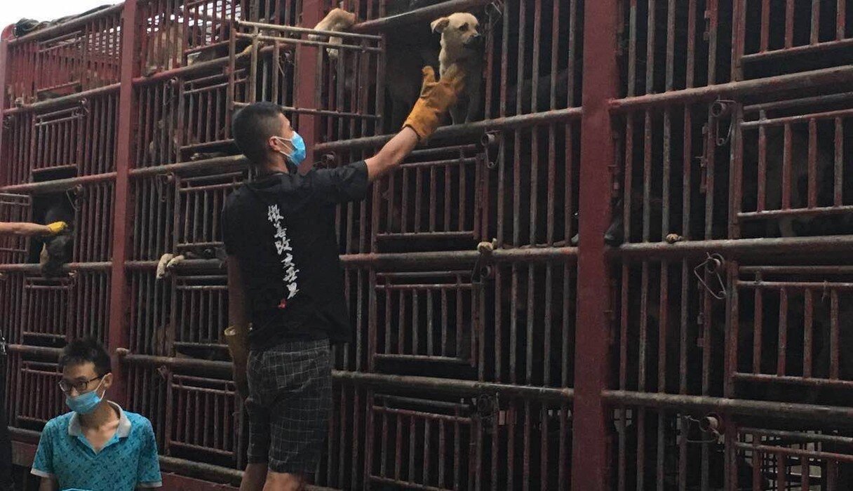 Mobs Of People Stop Truck Carrying 300 Dogs To Slaughter - The Dodo