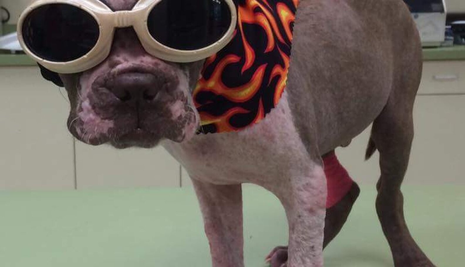 Puppy Who Wasn't Supposed To Live Goes Home With The Woman Who Saved ...